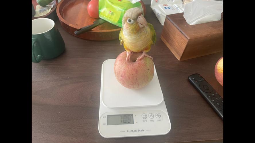 体重秤误差多少图标