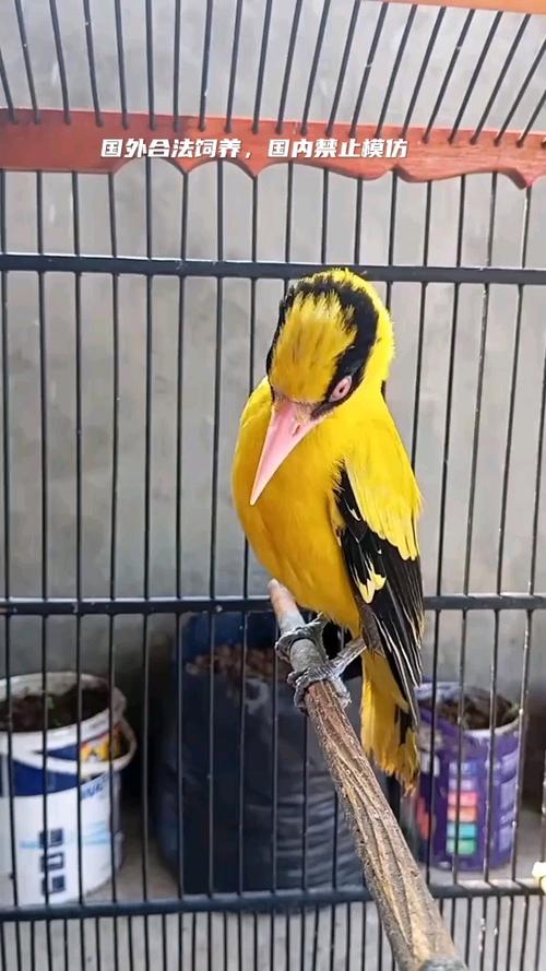 黄鸟的叫声图标