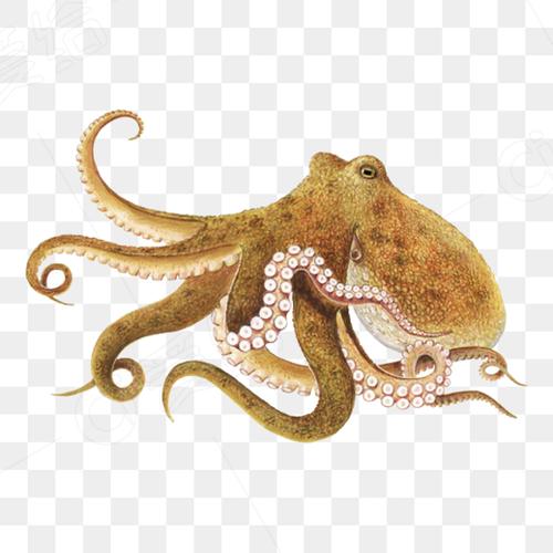 Octopus八爪鱼下载图标