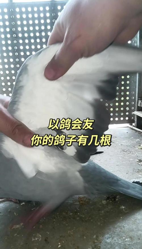 羽毛球鸭毛和鹅毛哪个好图标