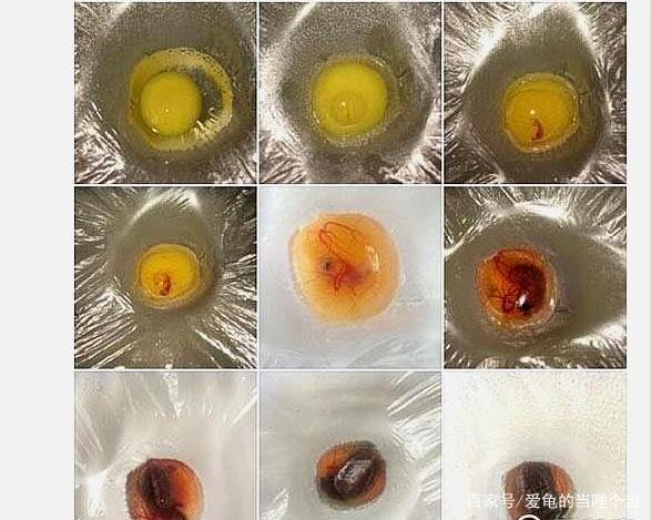 乌龟蛋怎么孵化图标