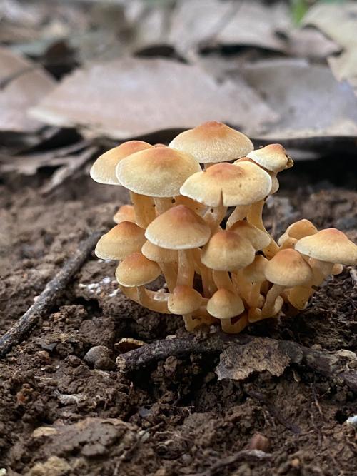 禅境花园蘑菇怎么唤醒图标