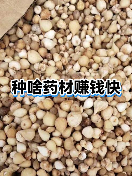 现在种什么药材好卖又赚钱图标