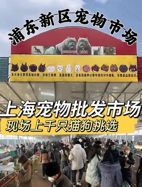 上海宠物狗批发市场截图