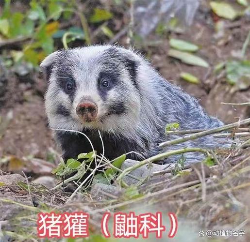 和磁力猪一样图标