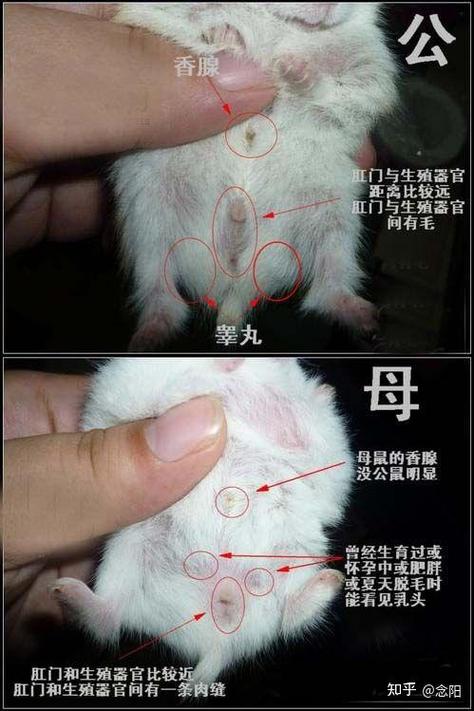 仓鼠胆子小吗图标
