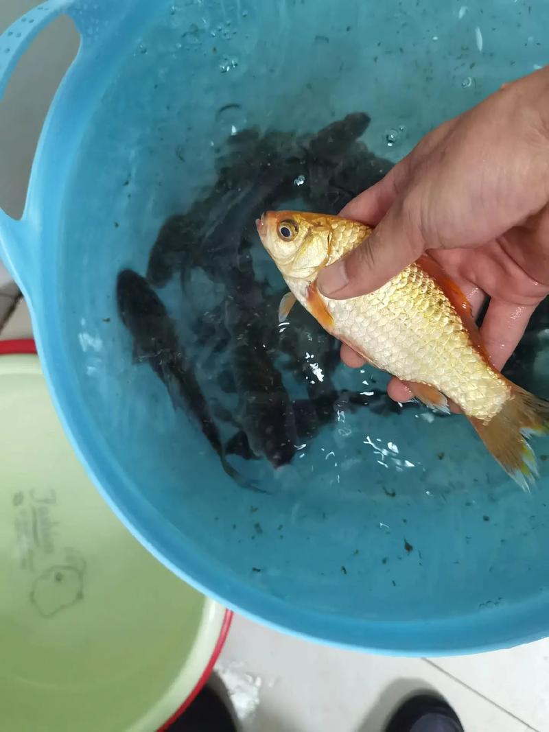 大黄鲫真为图标