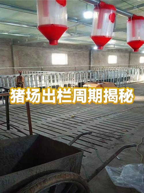 养猪一般多久出栏图标