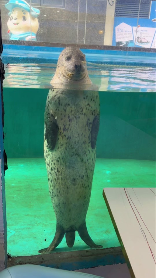 海豹的样子图片图标