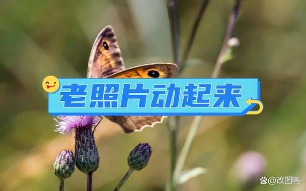 老照片动起来免费制作图标