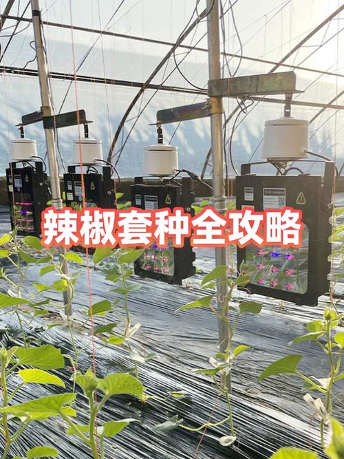 辣椒套种截图