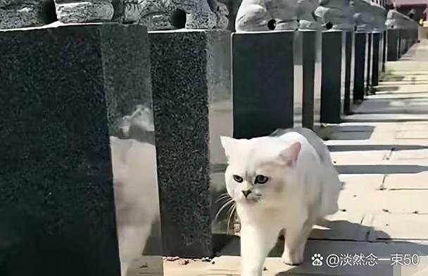 猫会舍不得主人吗图标