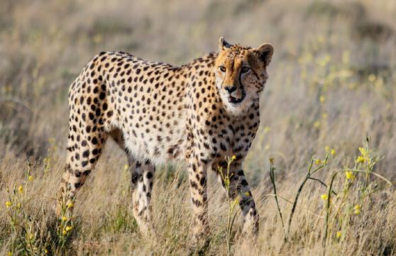 cheetah截图