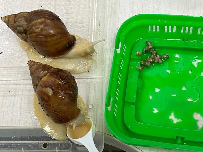 蜗牛小蜗图标