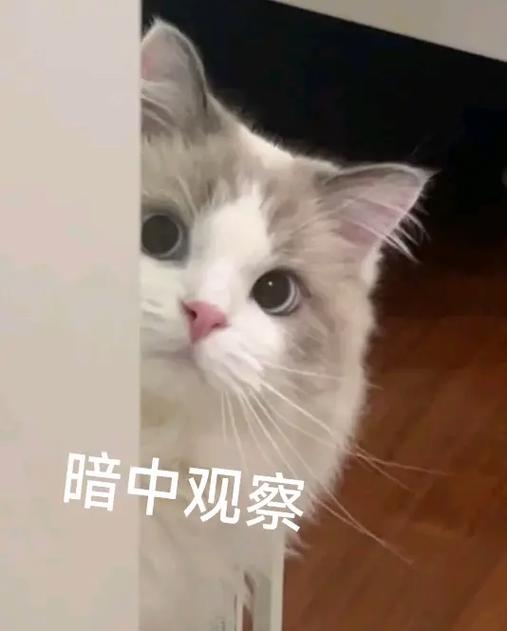 别人给你发暗中观察的表情图标