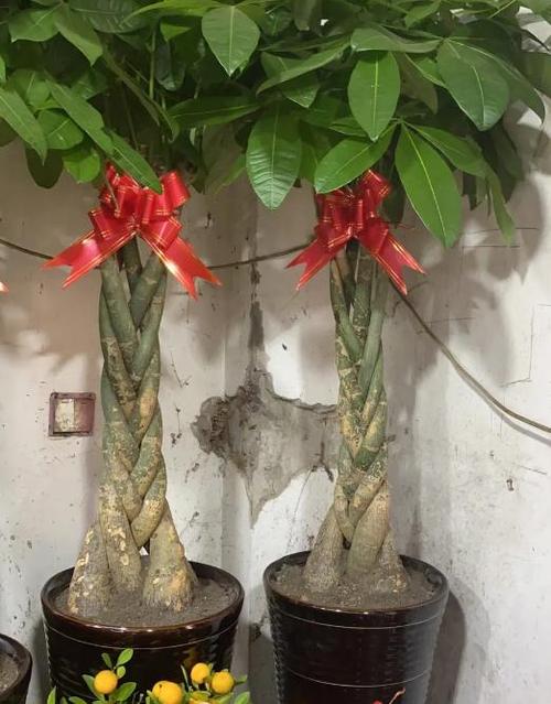 发财树长太高怎么修剪截图