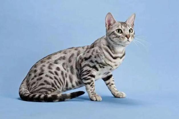 宠物猫有哪几种图标