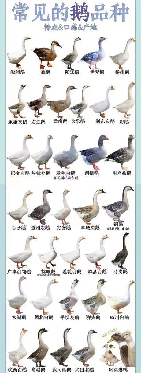 鹅最好三个品种图标