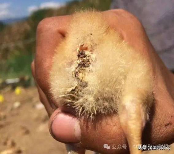 鸡常见的20种疾病图标