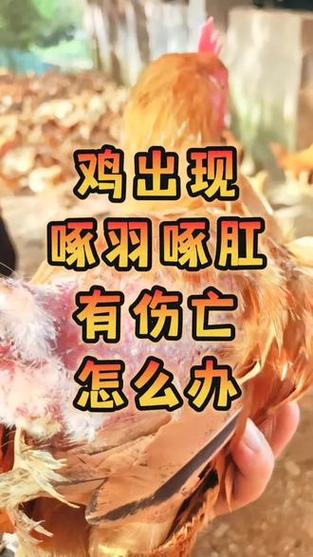 鸡啄毛的最好解决办法图标