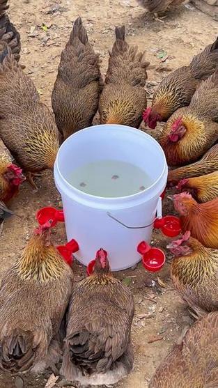 养鸡场自动饮水器图标