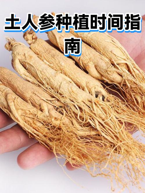 人参雀和赶山王的故事