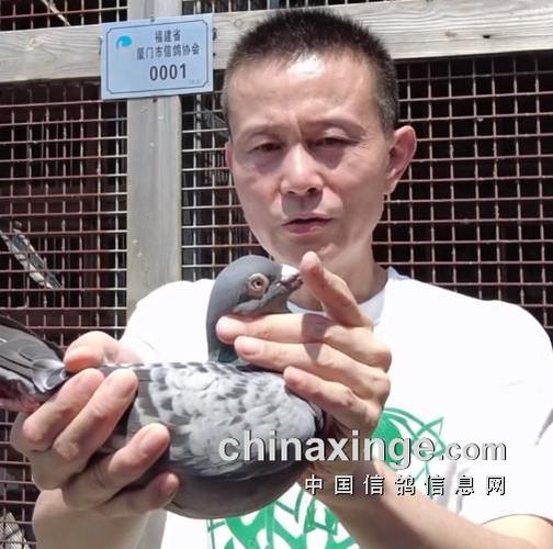 鸽子脚环查询网图标