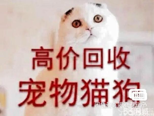 附近宠物狗回收图标