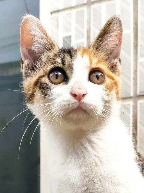 小花猫图片图标