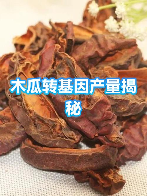 木瓜转图标