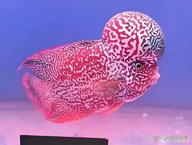 养罗汉鱼的10大忌图标