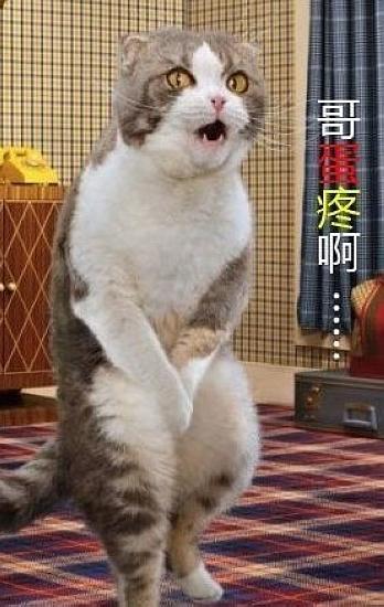 蛋痛哥手机版