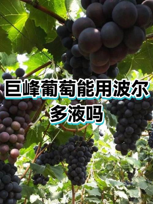 波尔多液几月份打截图
