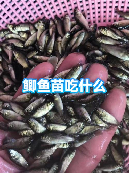 鲫鱼苗吃什么图标