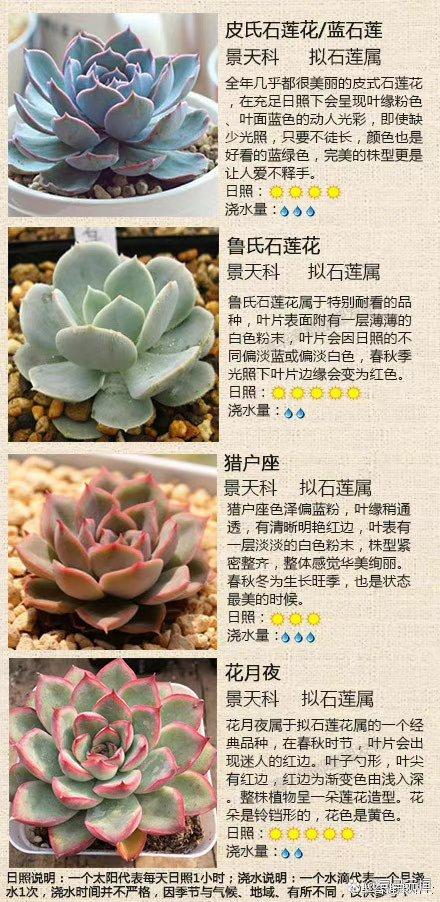 1000种多肉植物图鉴图标