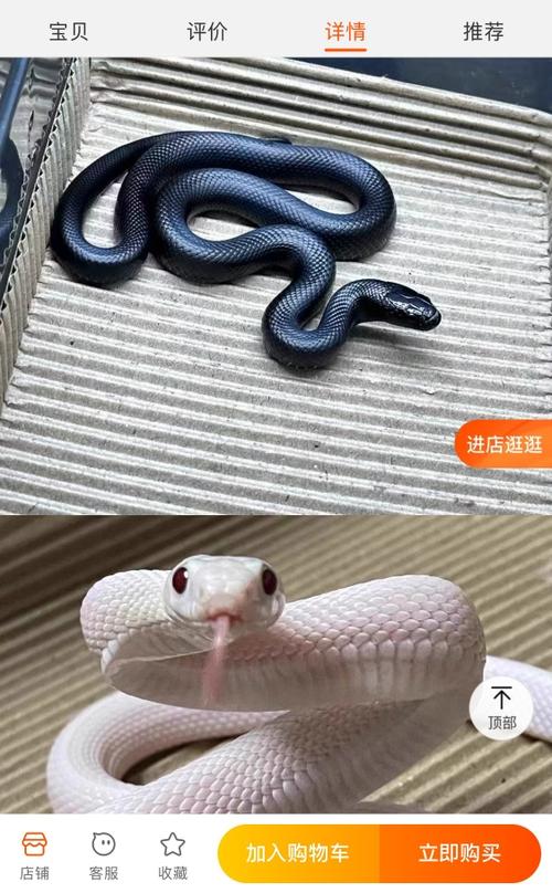 宠物蛇在哪买截图