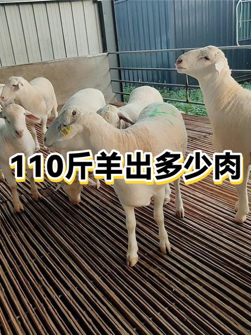 整只羊的正确拆卸方法截图