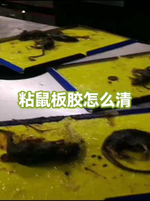 粘鼠胶用什么办法把胶洗净