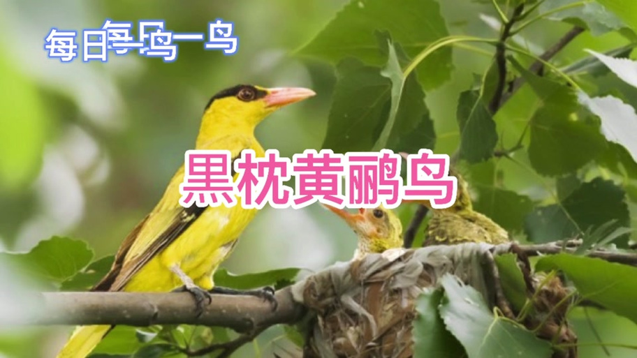 黄鹂鸟暗区突围直装图标