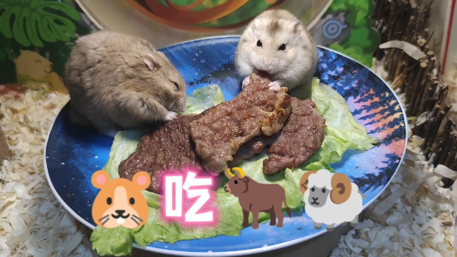 仓鼠可以吃生肉吗图标
