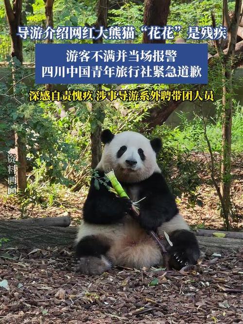 网红 大熊猫截图