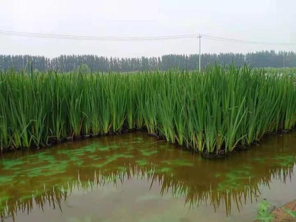 挺水植物和沉水植物截图