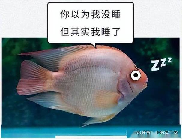 睡着的鱼是什么意思