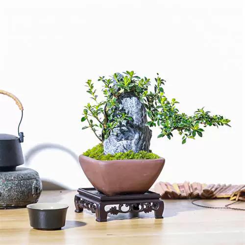 网上买的树桩怎么养图标