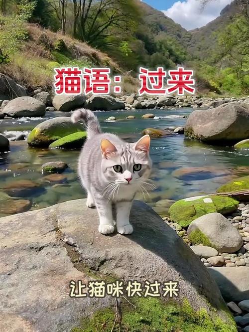 猫晃尾巴是啥意思图标