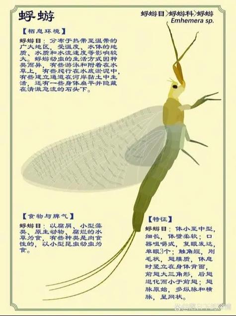 蜉蝣下载slg汉化版下载免费图标