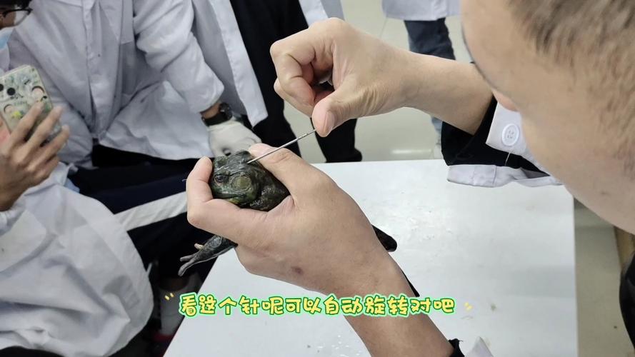 牛蛙的实验方法及步骤截图
