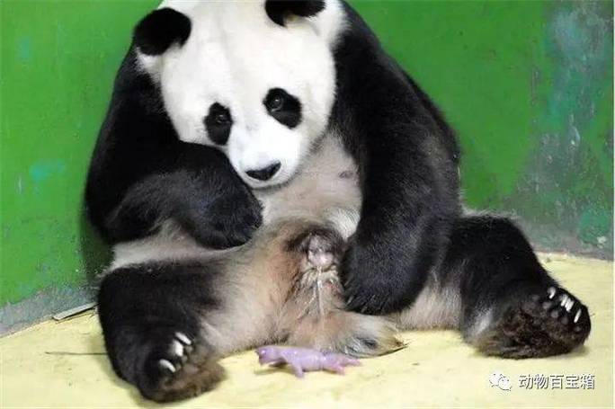 熊猫的繁殖方式图标