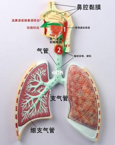 燥咳少痰是什么意思图标