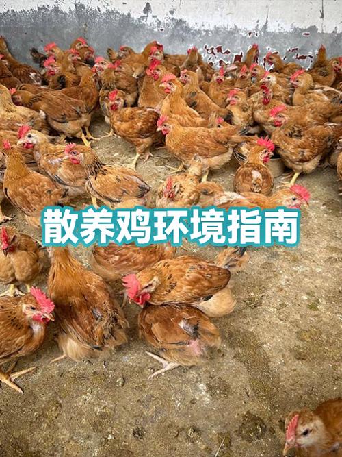 散养土鸡的养殖方法